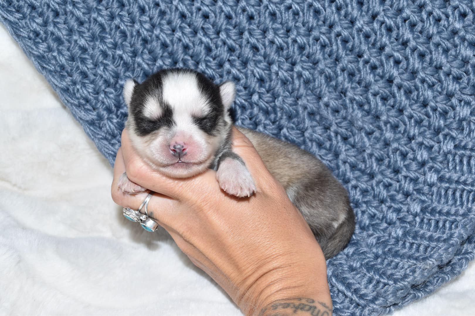 Pocket Pomskies - Ocean View Pomskies - Cute Pomsky Puppies