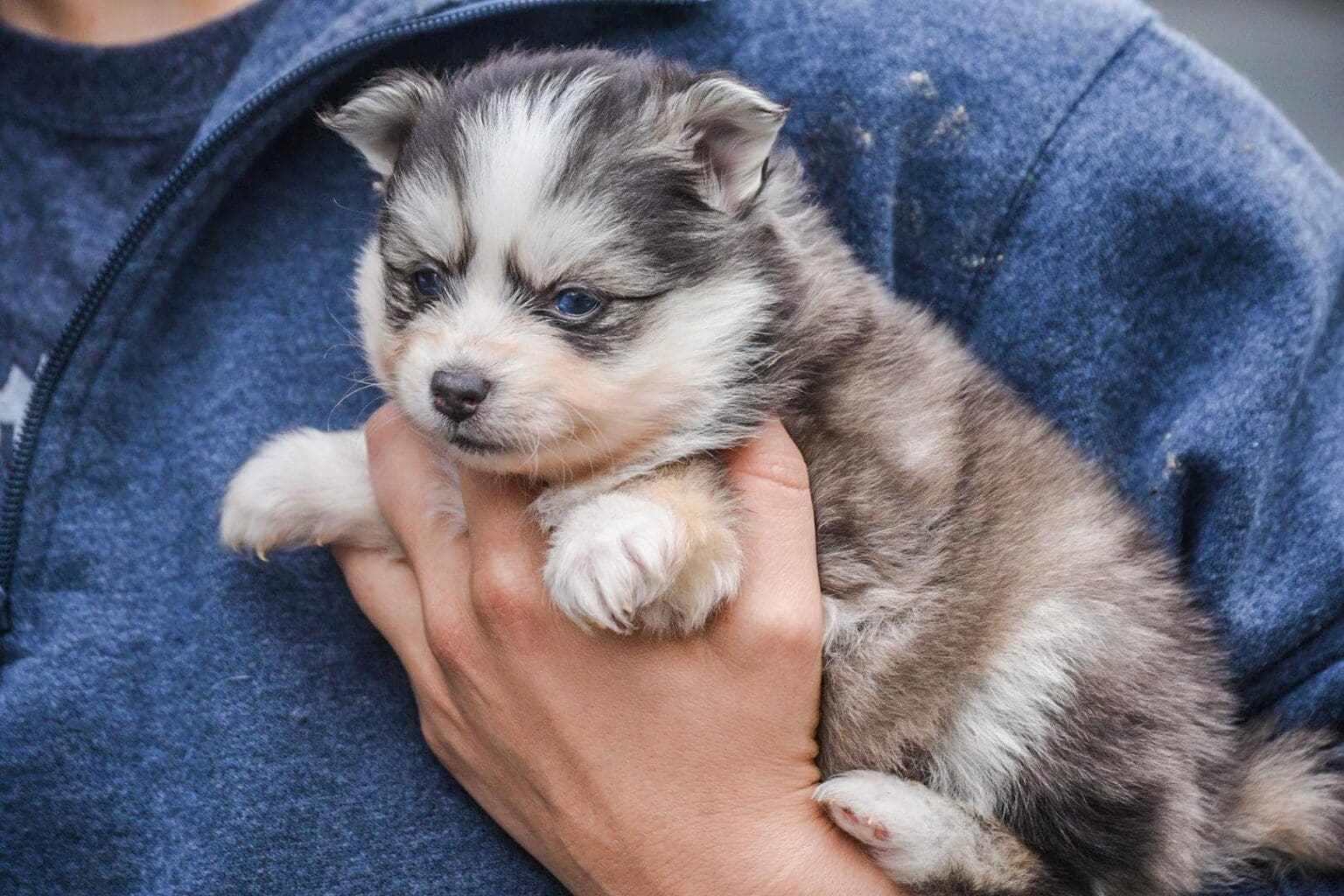 Pomsky Breeder in Oregon - Ocean View Pomskies