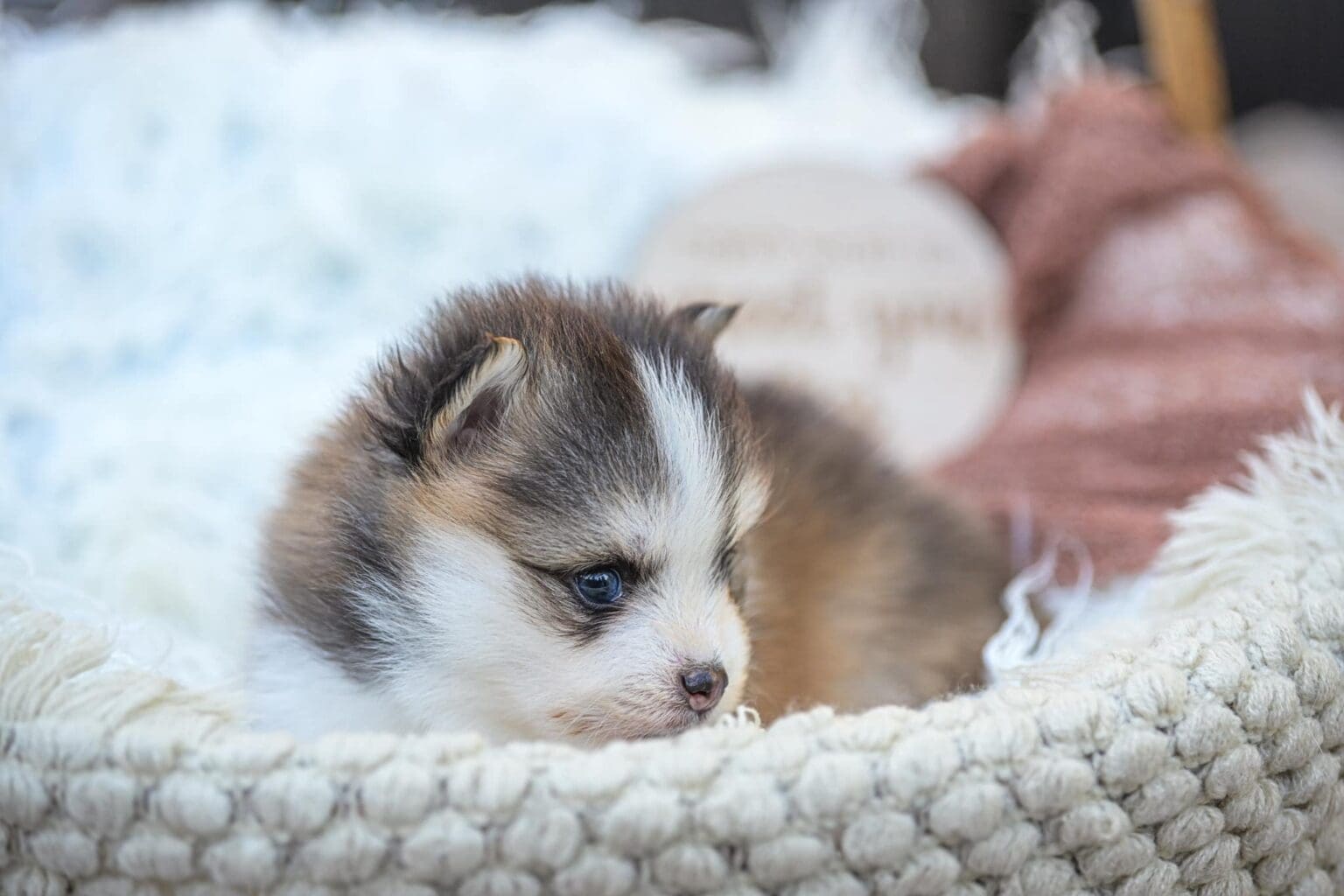 Pomsky Breeder in Oregon - Ocean View Pomskies