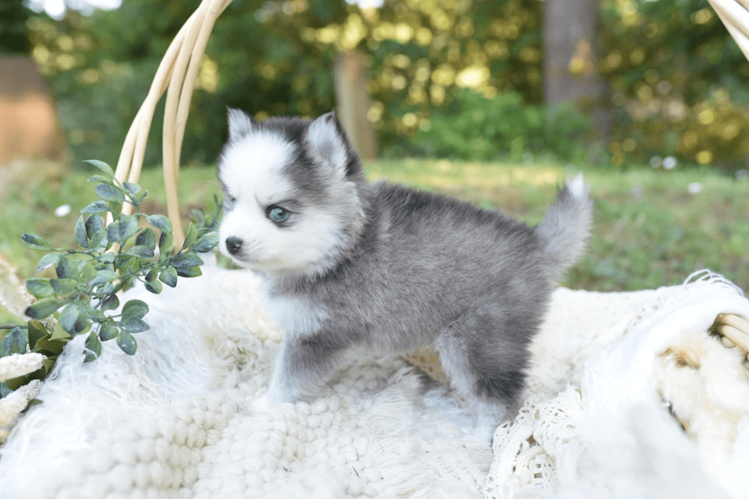 Pomsky Breeder in Oregon - Ocean View Pomskies