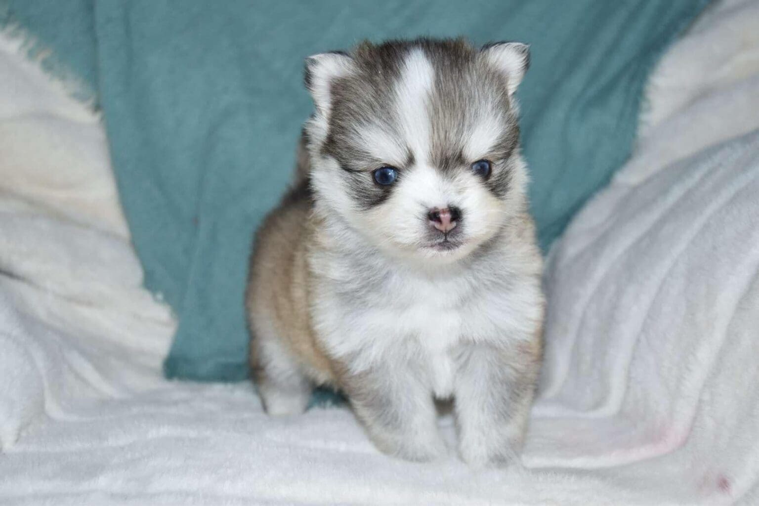 Pomsky Breeder in Oregon - Ocean View Pomskies