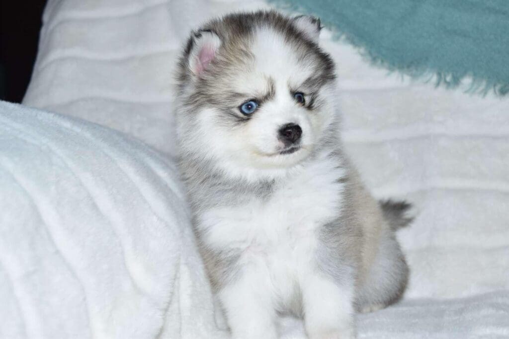 Available Pomskies - Ocean View Pomskies - Pomsky Sale