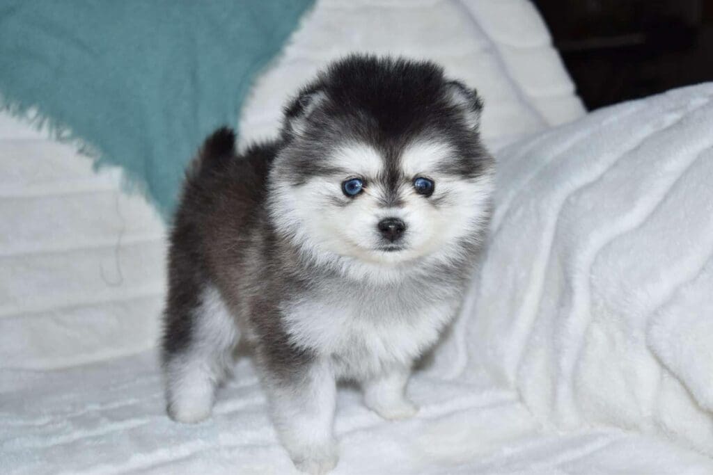 Available Pomskies - Ocean View Pomskies - Pomsky Sale