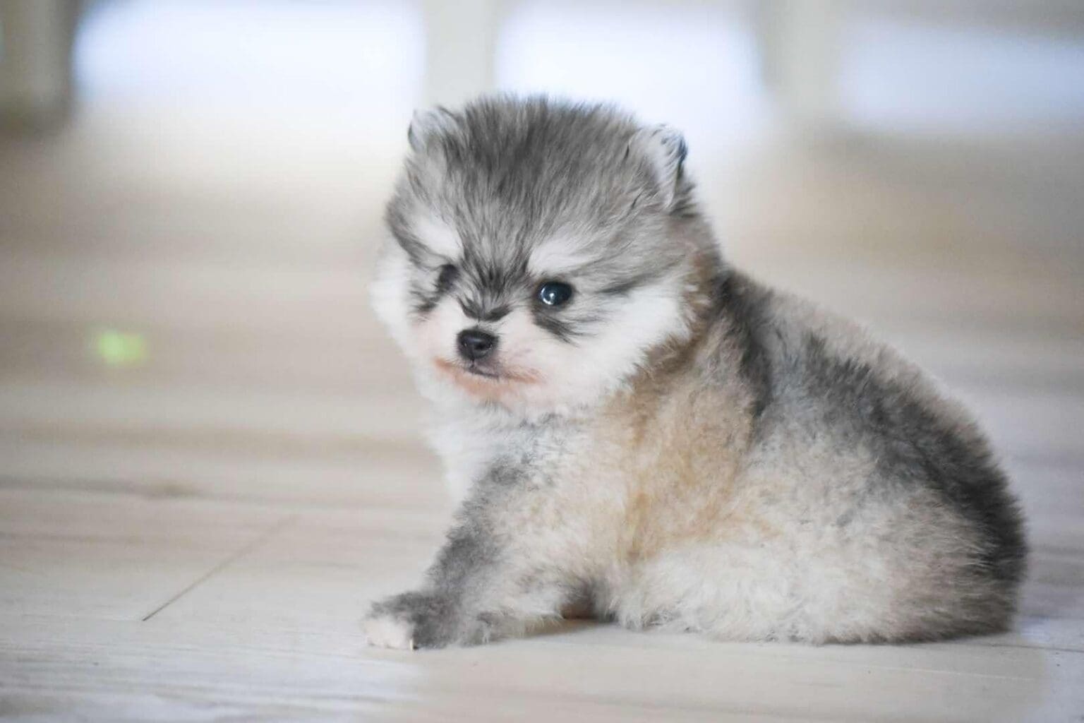 Pomsky Breeder in Oregon - Ocean View Pomskies