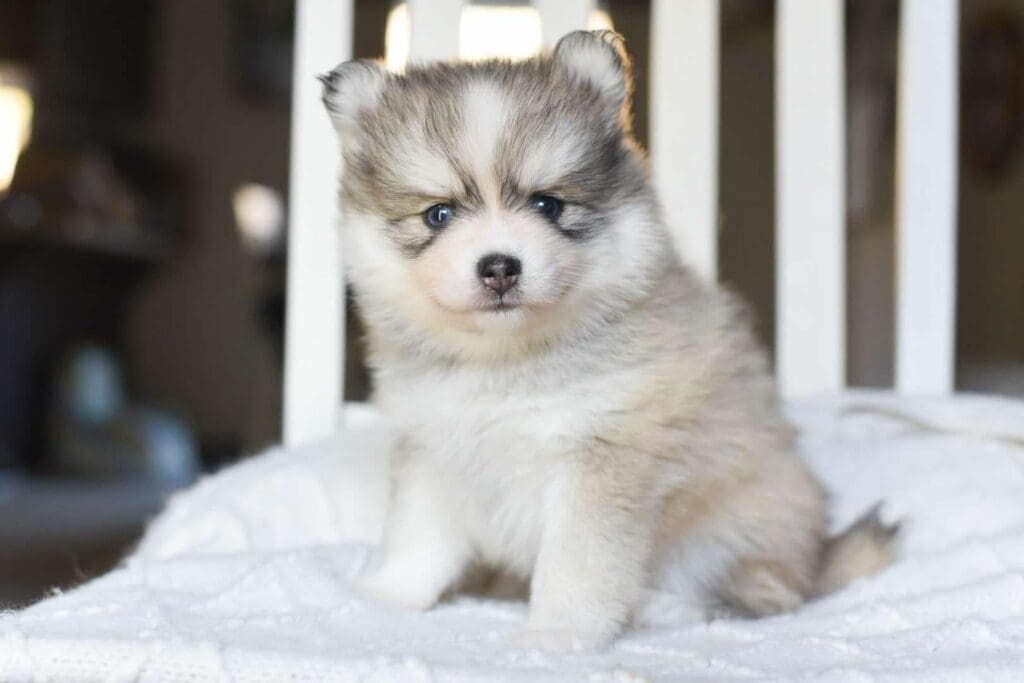 Available Pomskies - Ocean View Pomskies - Pomsky Sale