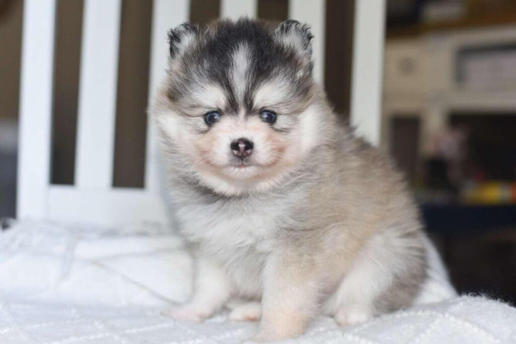 Available Pomskies - Ocean View Pomskies - Pomsky Sale