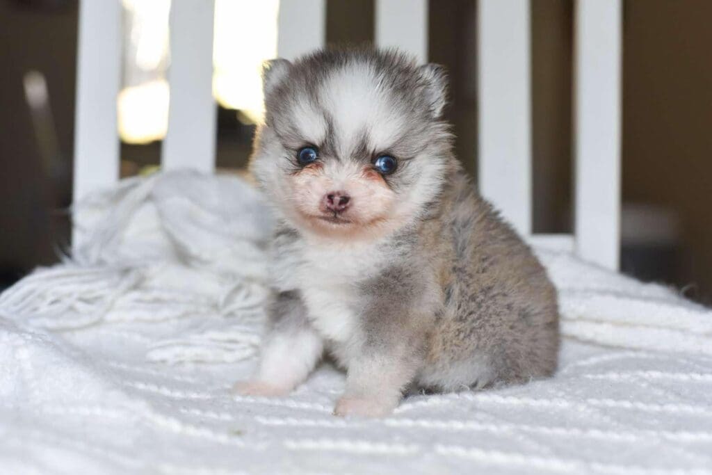 Pocket Pomskies - Ocean View Pomskies - Cute Pomsky Puppies