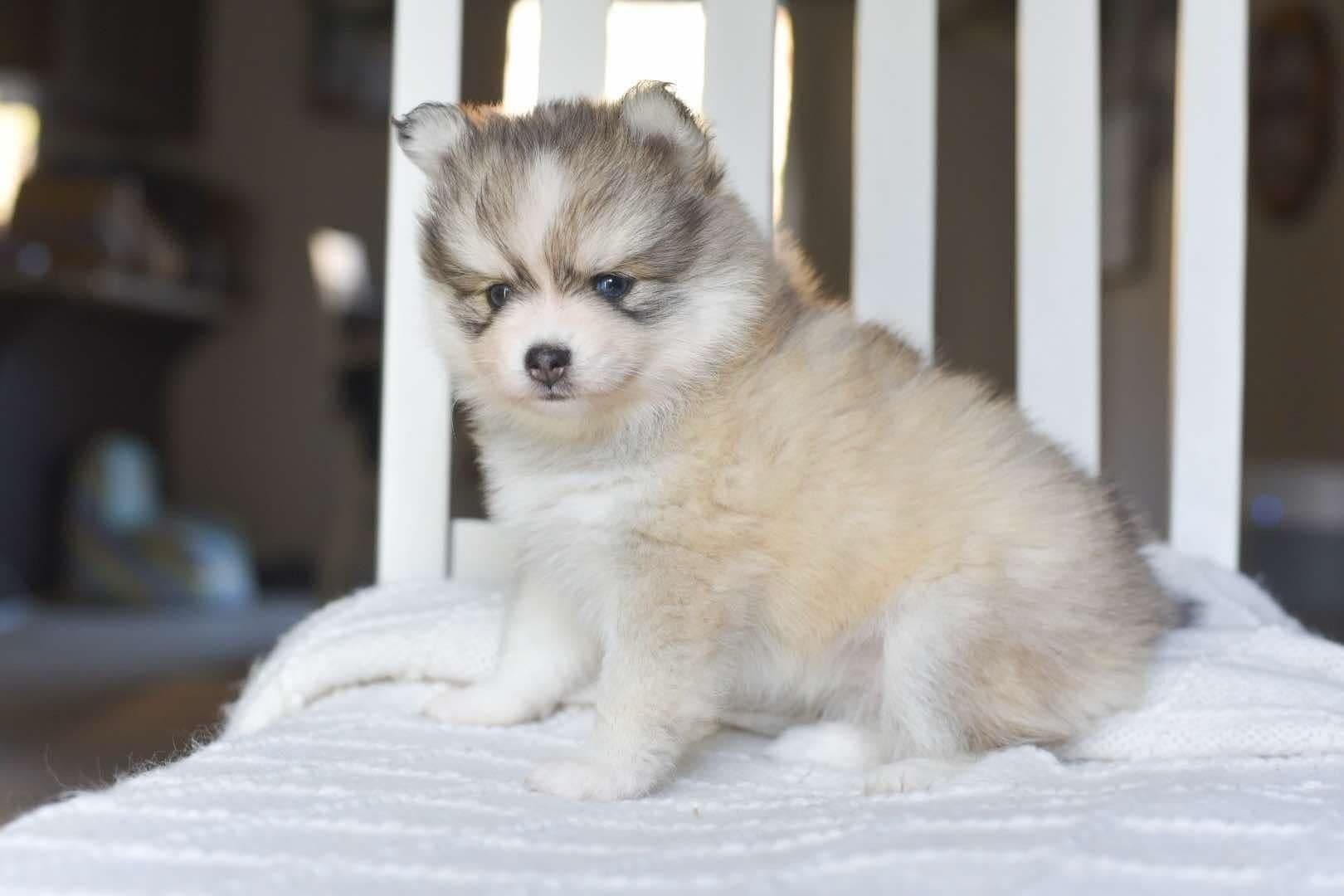 Available Pomskies - Ocean View Pomskies - Pomsky Sale