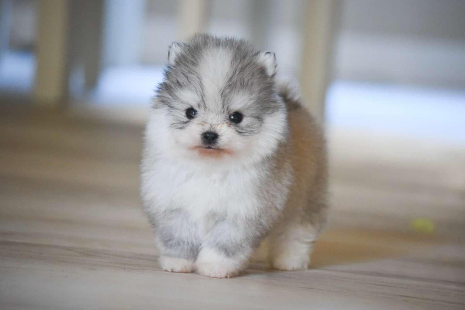 Pomsky Breeder in Oregon - Ocean View Pomskies