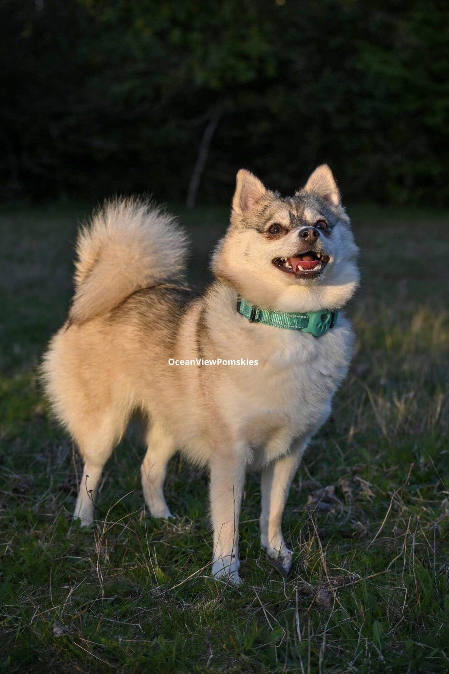 Pocket Pomskies - Ocean View Pomskies - Cute Pomsky Puppies