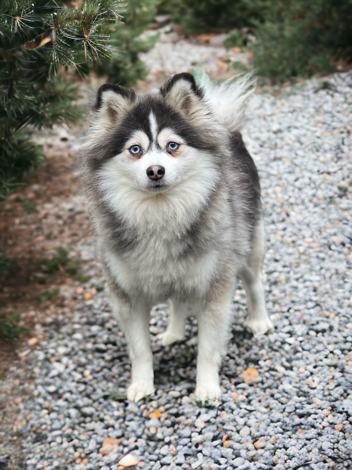 Pocket Pomskies - Ocean View Pomskies - Cute Pomsky Puppies